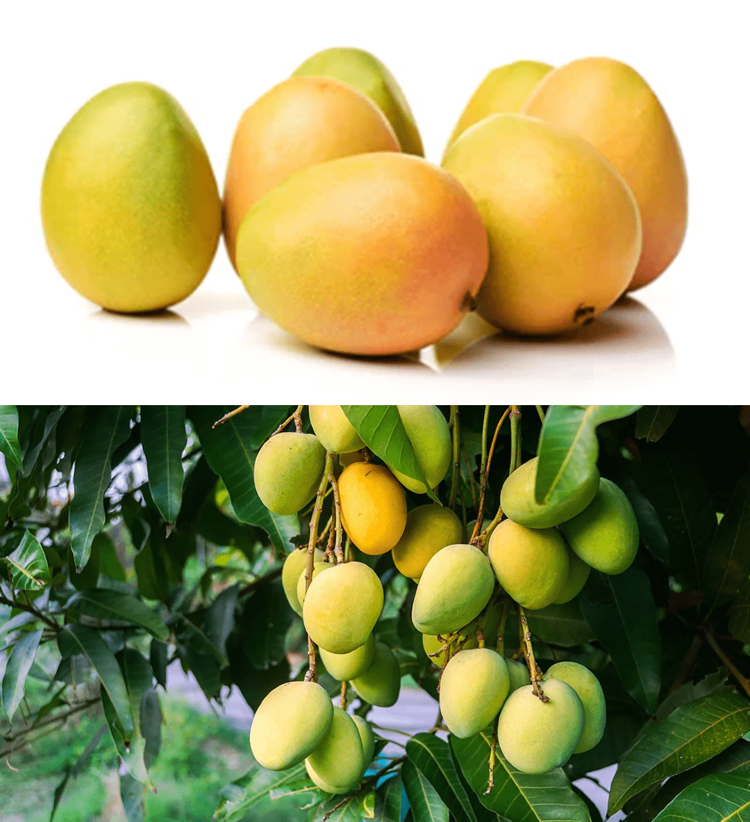 Buy Kesar Mango from Riyaarth Exports, India | Tradewheel.com