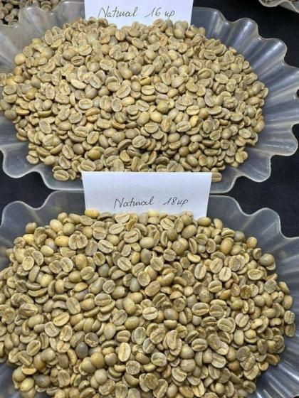 Buy Grade 1 Aa Private Label Green Specialty Coffee Beans Unroasted ...