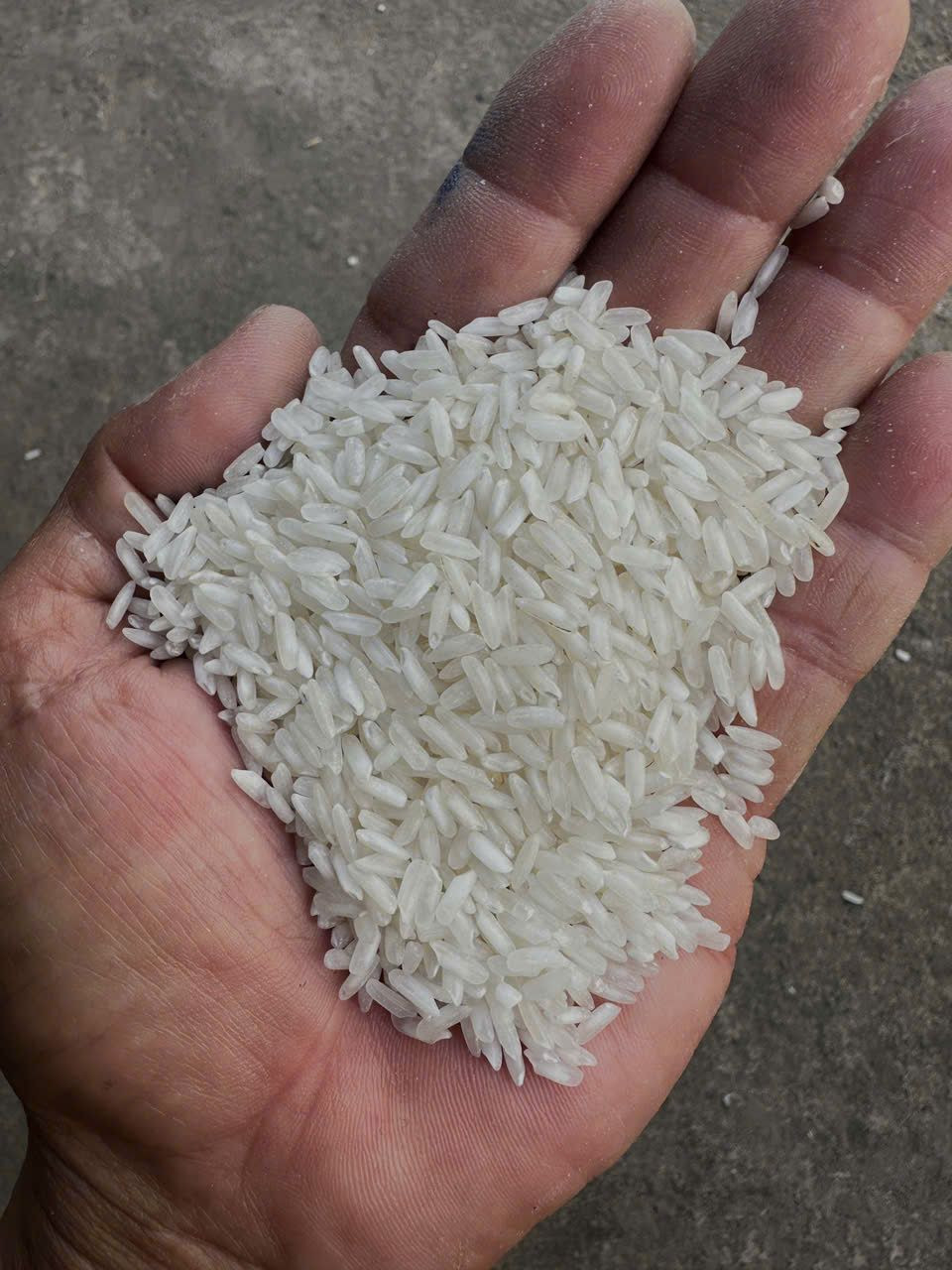 Buy 504 Rice from Tien Giang Rice Co., Ltd, Vietnam | Tradewheel.com