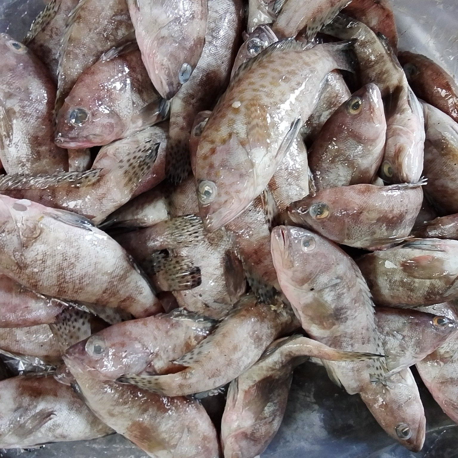 Buy Mouse, Tomato, Grey, Tiger Grouper Fish - High Quality from PT ...