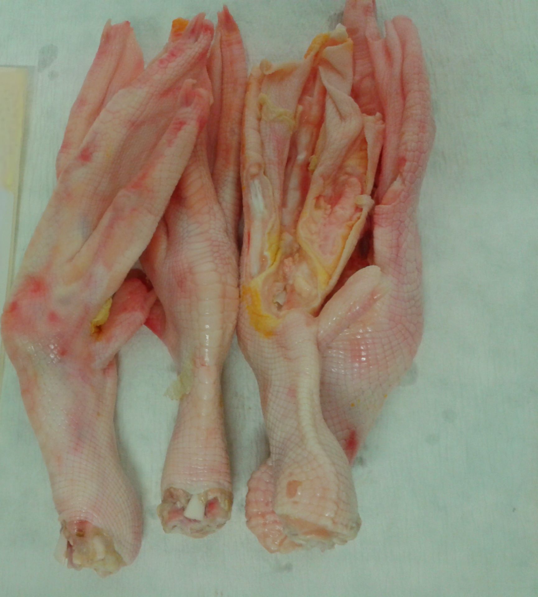 Buy Frozen Duck Feet from ROBLEX s.r.o., Slovakia | Tradewheel.com