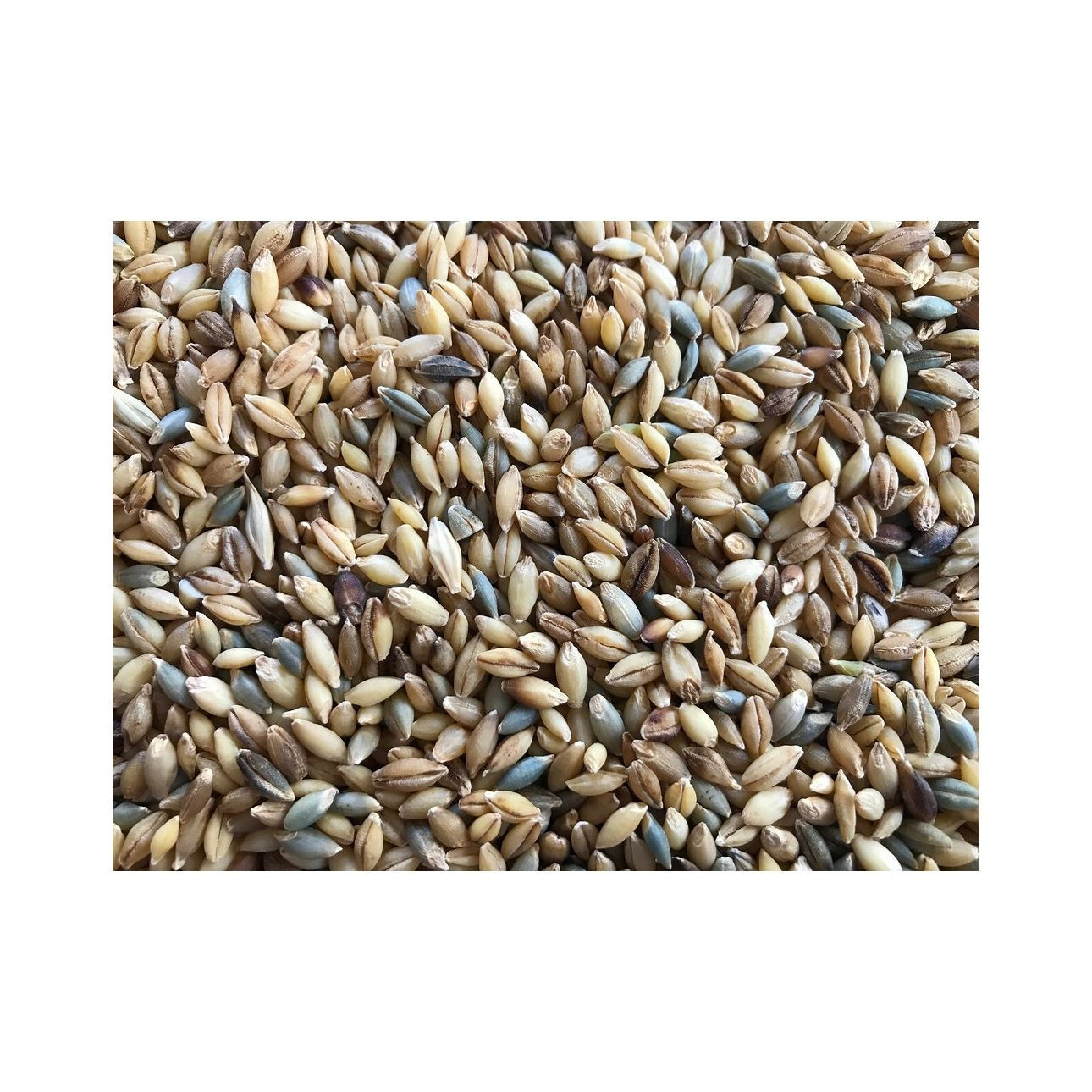 Buy Bulk Organic Barley For Milling Purpose from Afrivet Trading ...