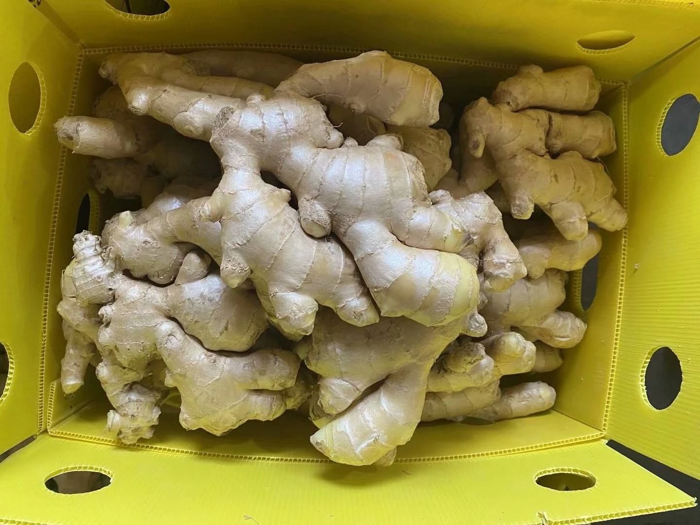 Buy Fresh Ginger from Umu-Ugwu Agro Nigeria Limited, Nigeria ...