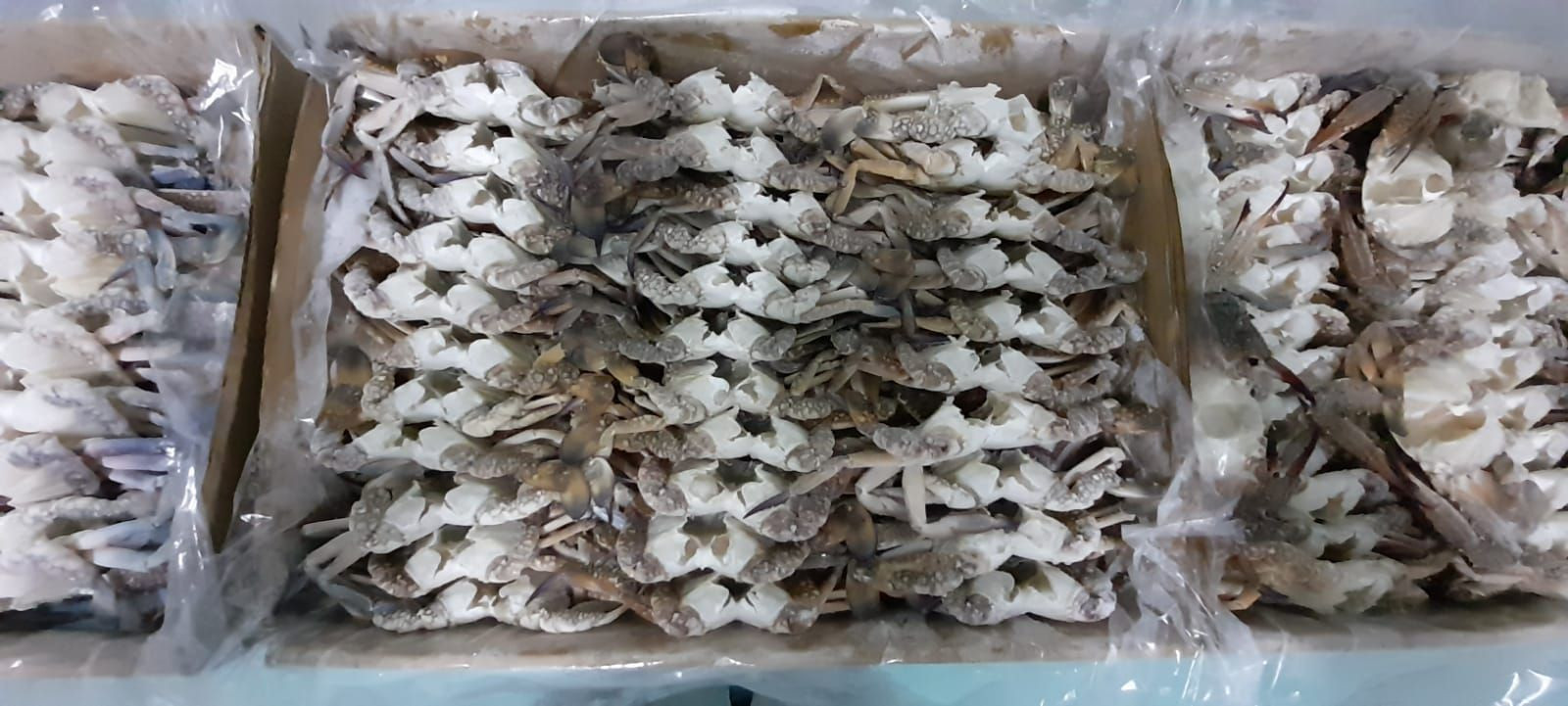 Buy Blue Swimming Crab from L'homard SA, Tunisia | Tradewheel.com