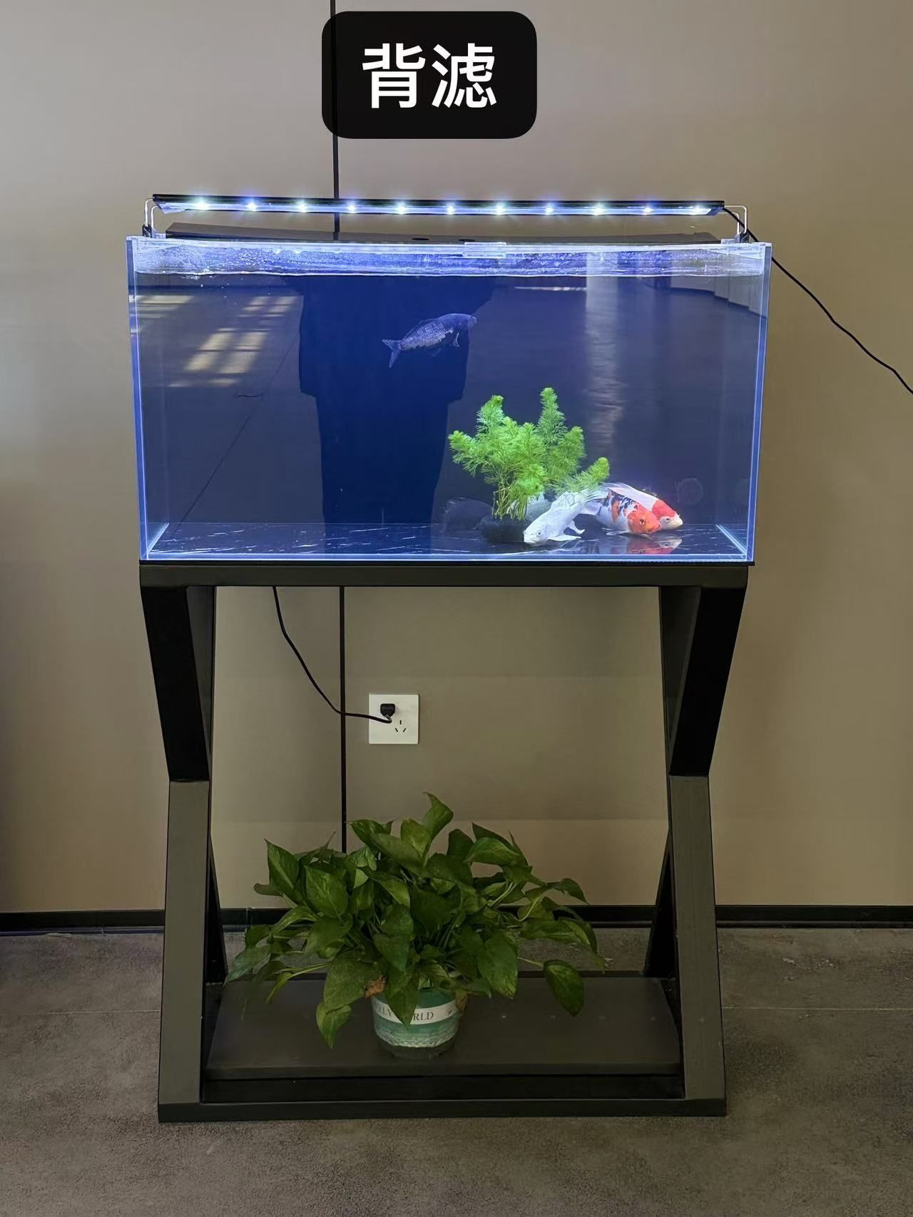 Buy Automatic Water Refilling Dual Optical Sensor For Both Reef Dingju ...