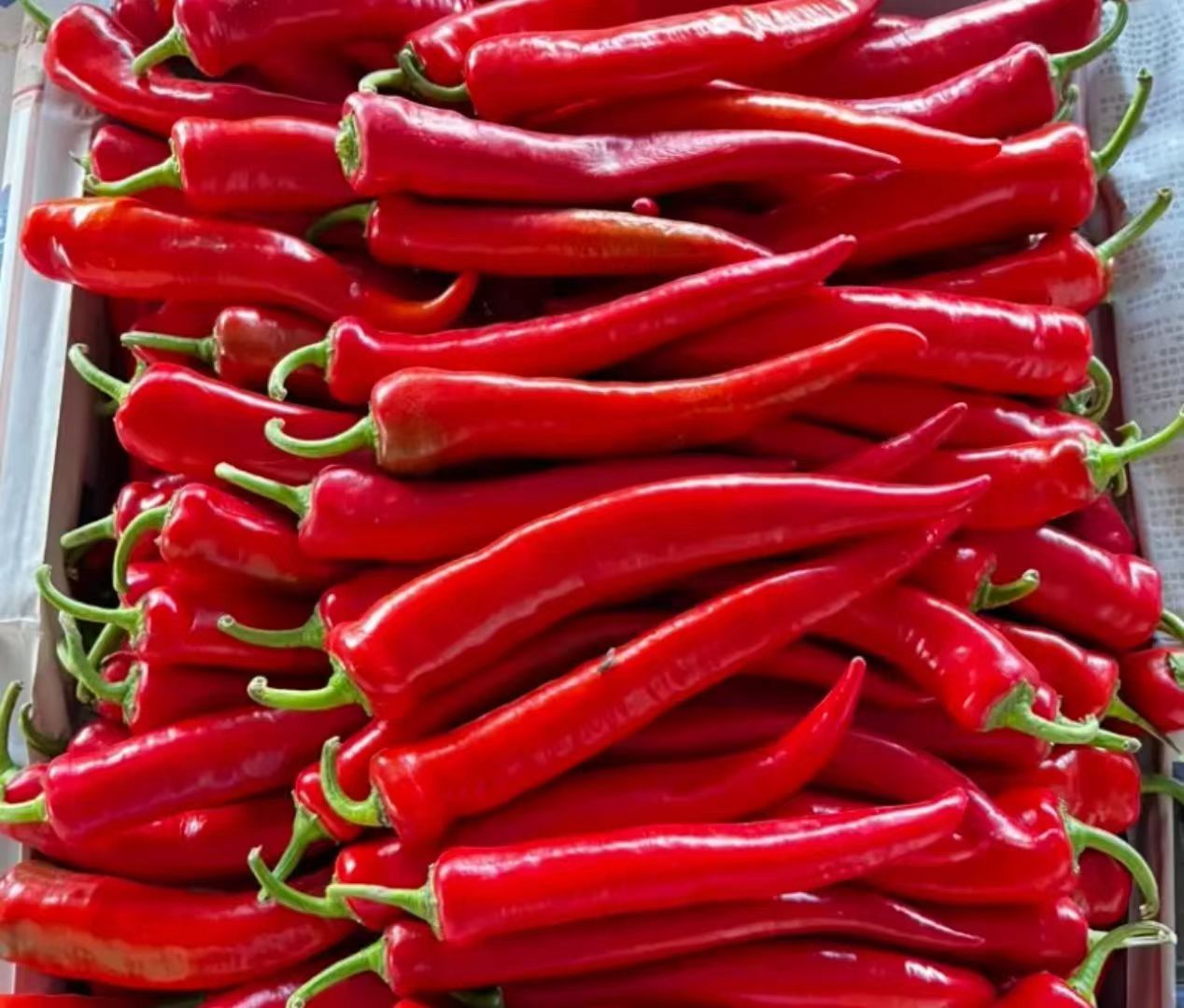 Buy High Spice, Sun-ripened, Premium Quality Vibrant Crimson Red ...