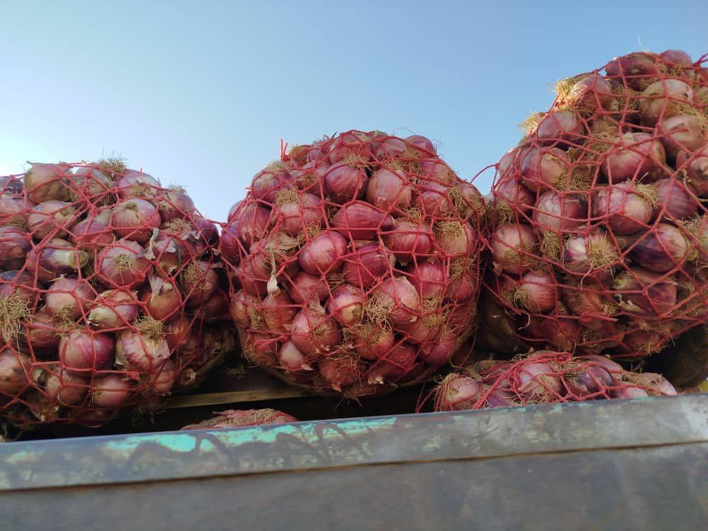 Buy Sudanese Onion from alfayd alakhdar trading, Qatar | Tradewheel.com