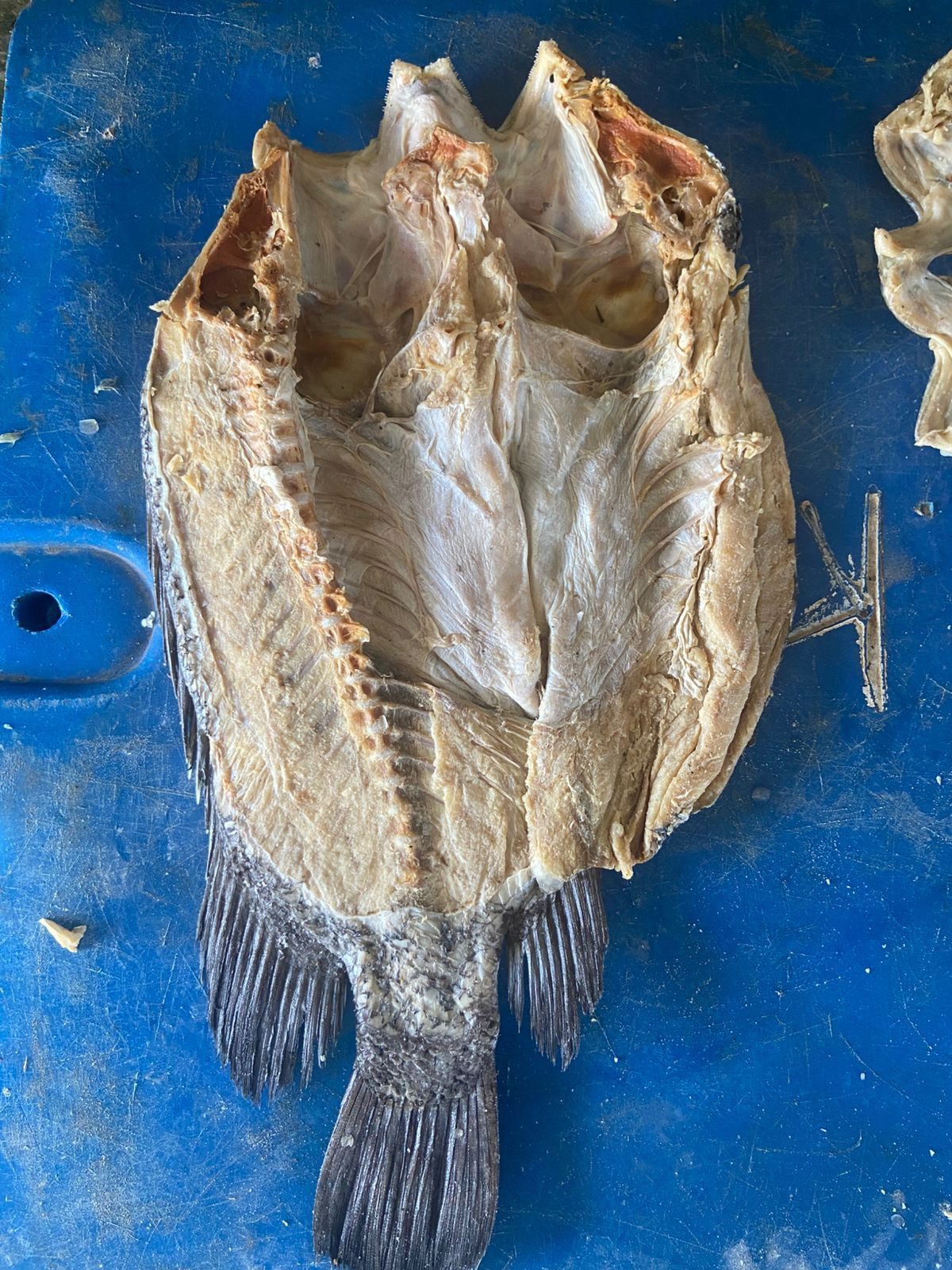 Buy Salted Black Snapper from CV Graha Cipta Nusantara, Indonesia ...