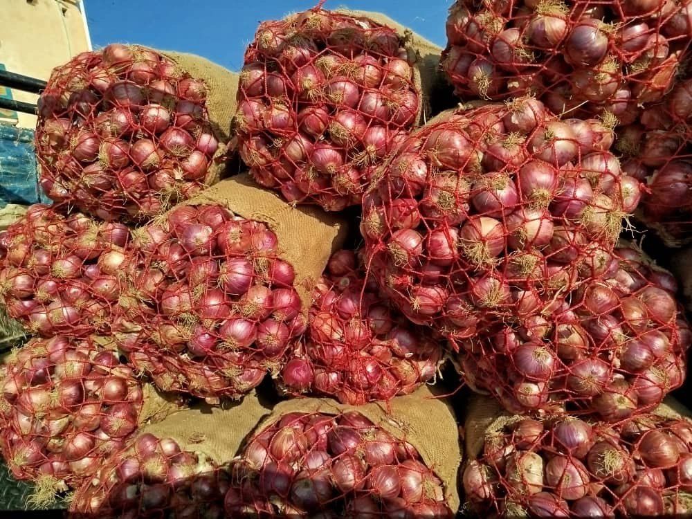 Buy Sudanese Onion from alfayd alakhdar trading, Qatar | Tradewheel.com