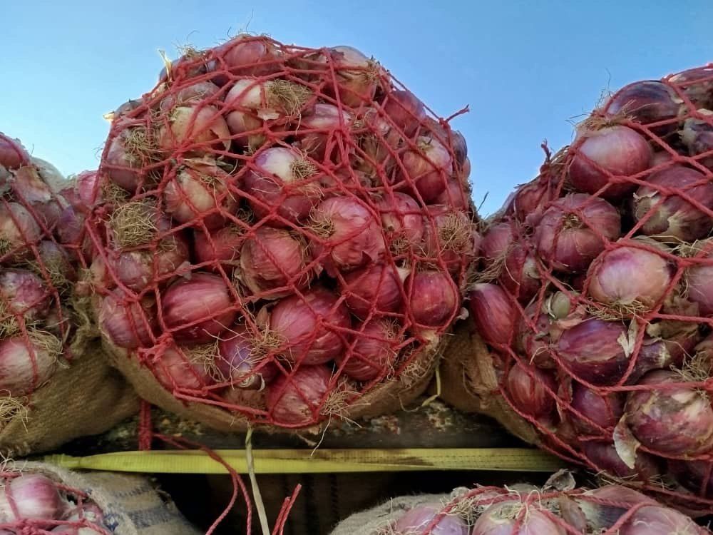 Buy Sudanese Onion from alfayd alakhdar trading, Qatar | Tradewheel.com
