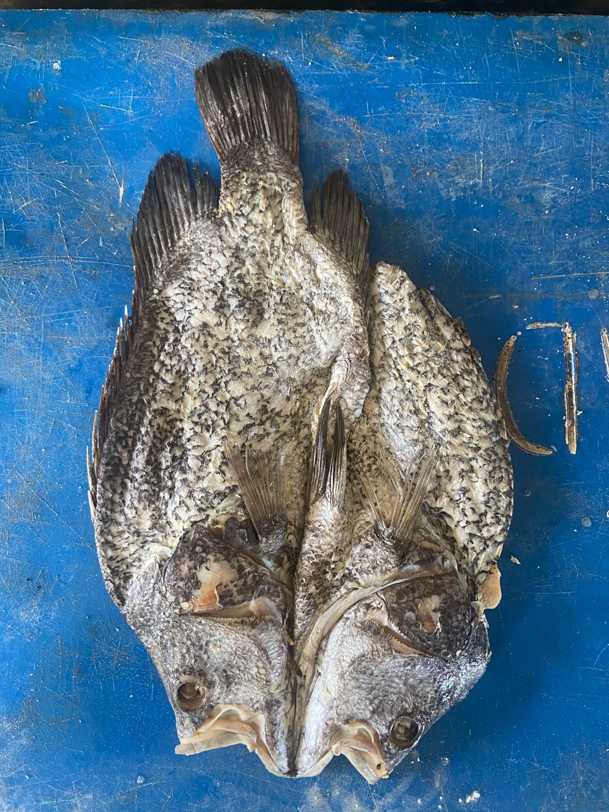 Buy Salted Black Snapper from CV Graha Cipta Nusantara, Indonesia ...