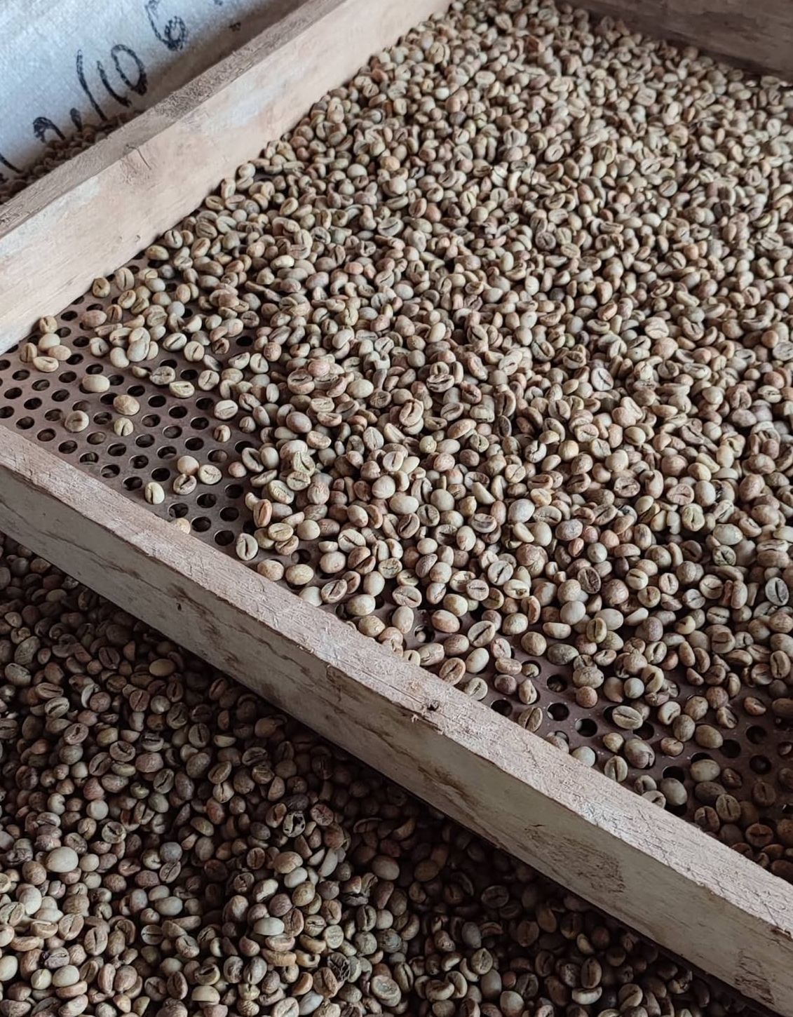Buy Robusta Coffee Green Beans from PT Global Wills Sejahtera (Super ...
