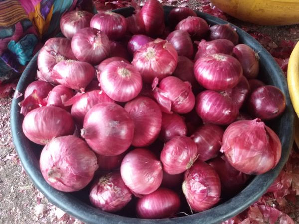 Buy Onion from Shivay Traders, India | Tradewheel.com