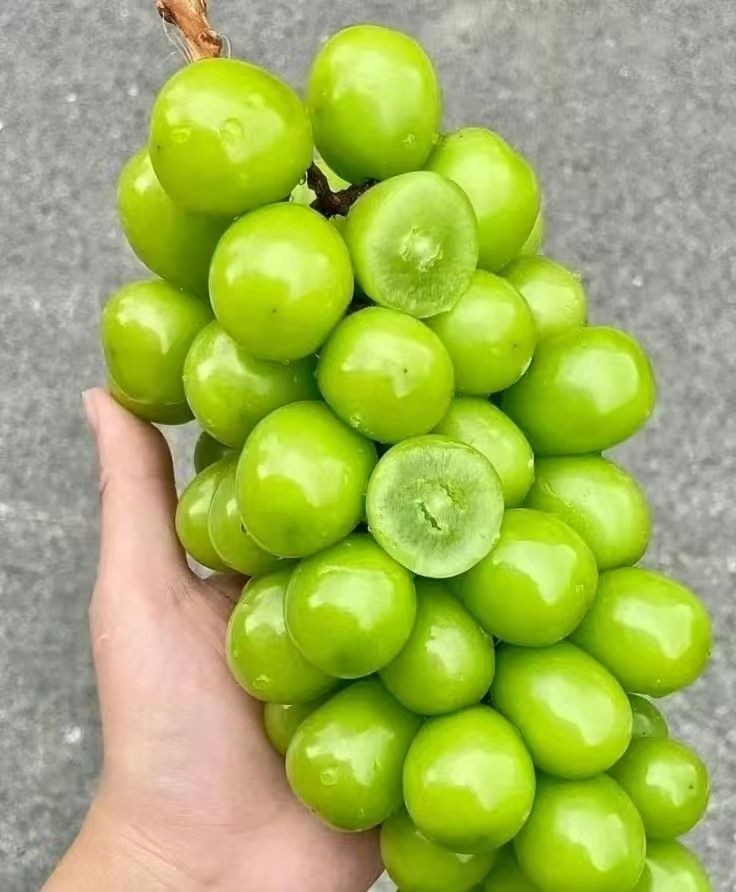 Buy Sunshine Rose from Laixi lixiang farm, China | Tradewheel.com