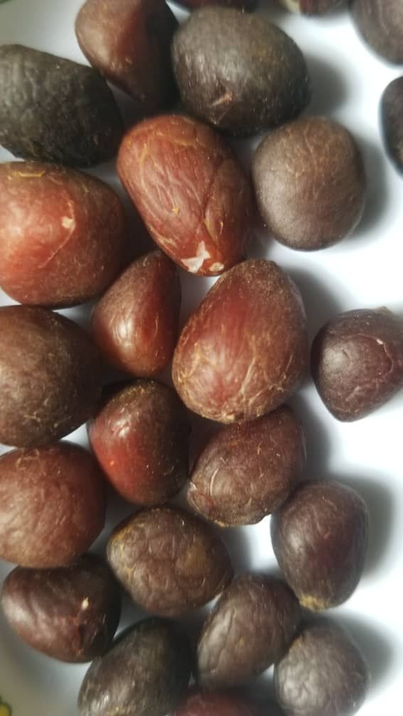 Buy Palm Kernel Nuts from Virginland Environmental Services Ltd ...