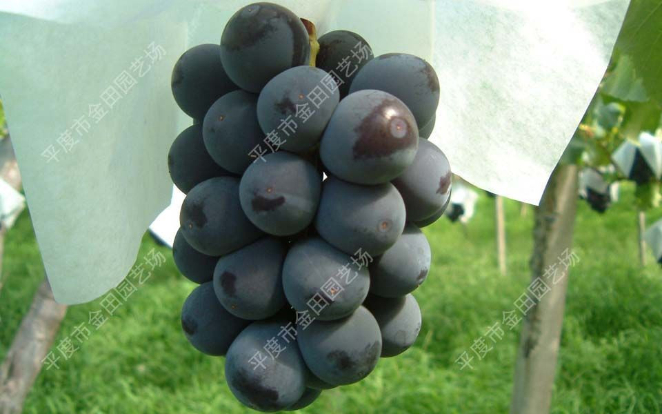 Buy Black Emperor Grape Seedlings Grape Vines from Pingdu Jintian ...