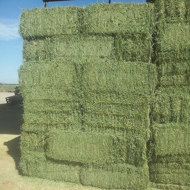 Buy Bulk Alfafa Hay Ready For Supply/ Alfalfa Hay With High Protein For ...