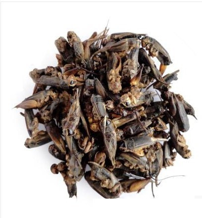 Buy 10030 Xi Shuai Chinese Mole Cricke Insect Dried Gryllolaptaptidae ...