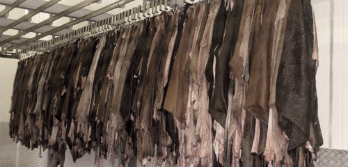 Buy Wet And Dry Salted Donkey Skin/donkey Hides/cow Skin from TOSCAT CO ...