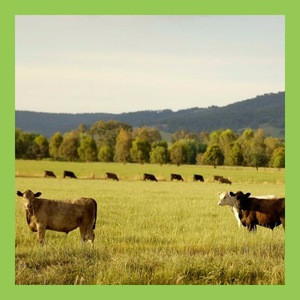 Buy Yass Valley Beef- Australian Chilled Or Frozen Beef from YASS ...