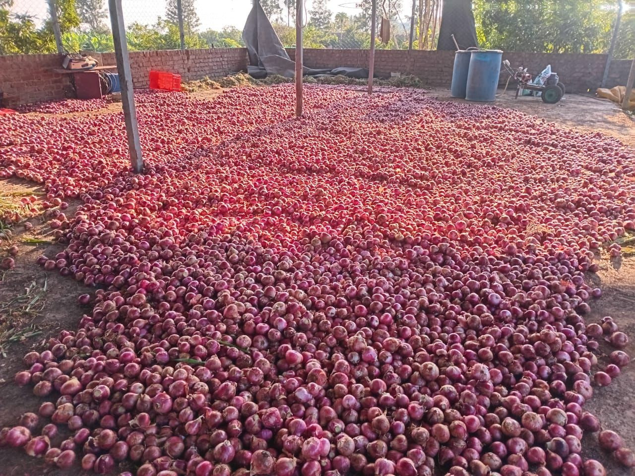 Buy Onion from U&I Exim, India | Tradewheel.com
