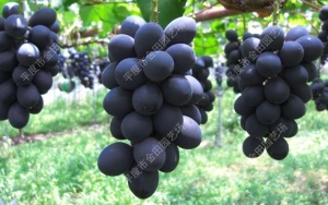 Buy Sweet King Grape Seedlings Grape Vines from Pingdu Jintian ...
