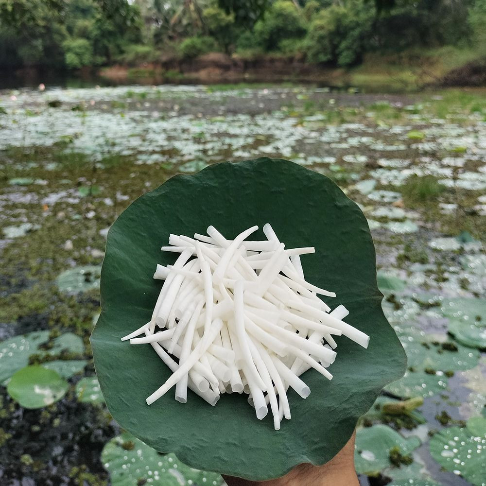 Buy Smooth Dentalium Shells ( 1.75 To 2 Inches) from St. John's Exim ...