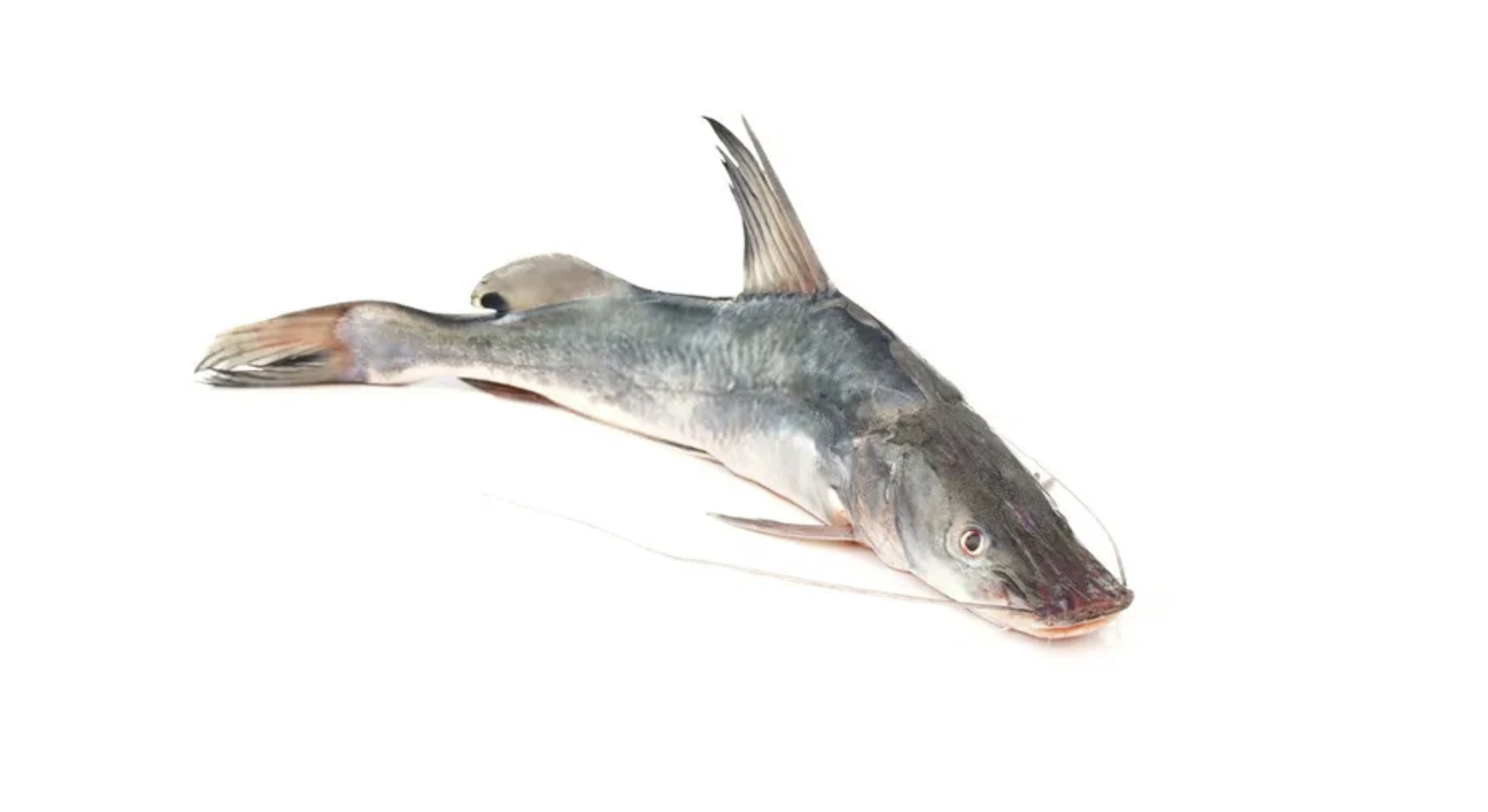 Buy Long Whisker Catfish from Friends International, Pakistan ...