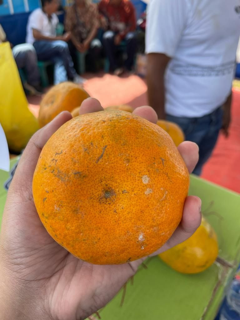 Buy Fresh Oranges from PT Shandi Sukses Abadi, Indonesia | Tradewheel.com