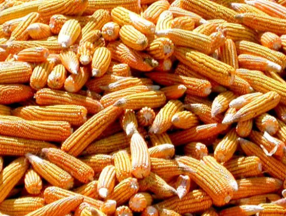 Buy High Quality Corn, Yellow Maize from Cobra Met Co, Ltd, Cameroon ...