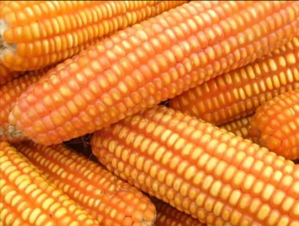 Buy High Quality Corn, Yellow Maize from Cobra Met Co, Ltd, Cameroon ...