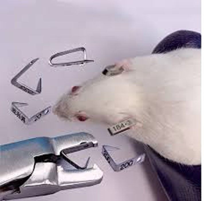 Buy Metal Ear Tags For Rats & Mice from Milton Enterprises, India ...