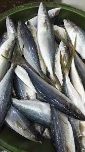 Buy Simon Fish from AGRO MARKETERS PTY LTD, United Kingdom | Tradewheel.com
