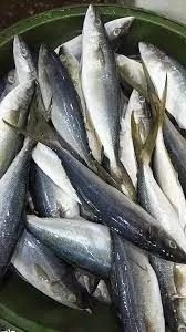 Buy Simon Fish from AGRO MARKETERS PTY LTD, United Kingdom | Tradewheel.com