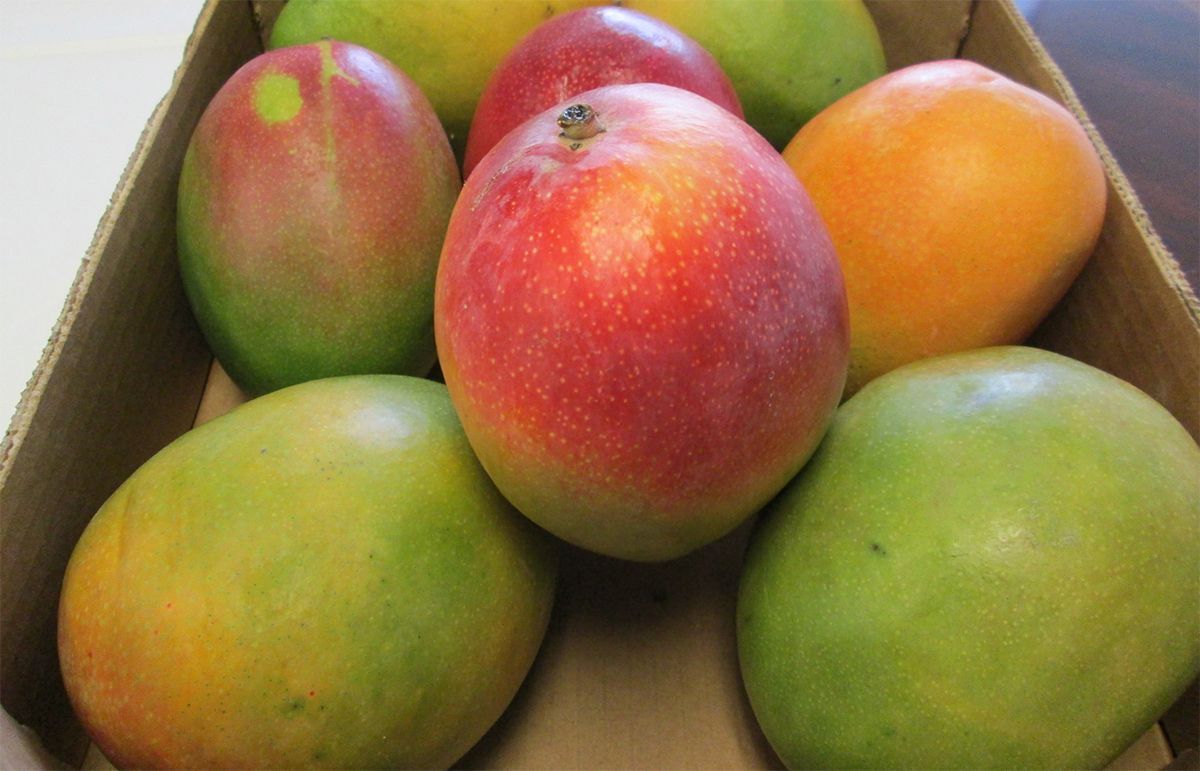 Buy Kenyan Kent Mango from Khalifa Trading Enterprise, Kenya ...