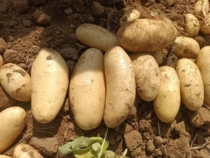 Buy Potato from Knk Traders International, Pakistan | Tradewheel.com