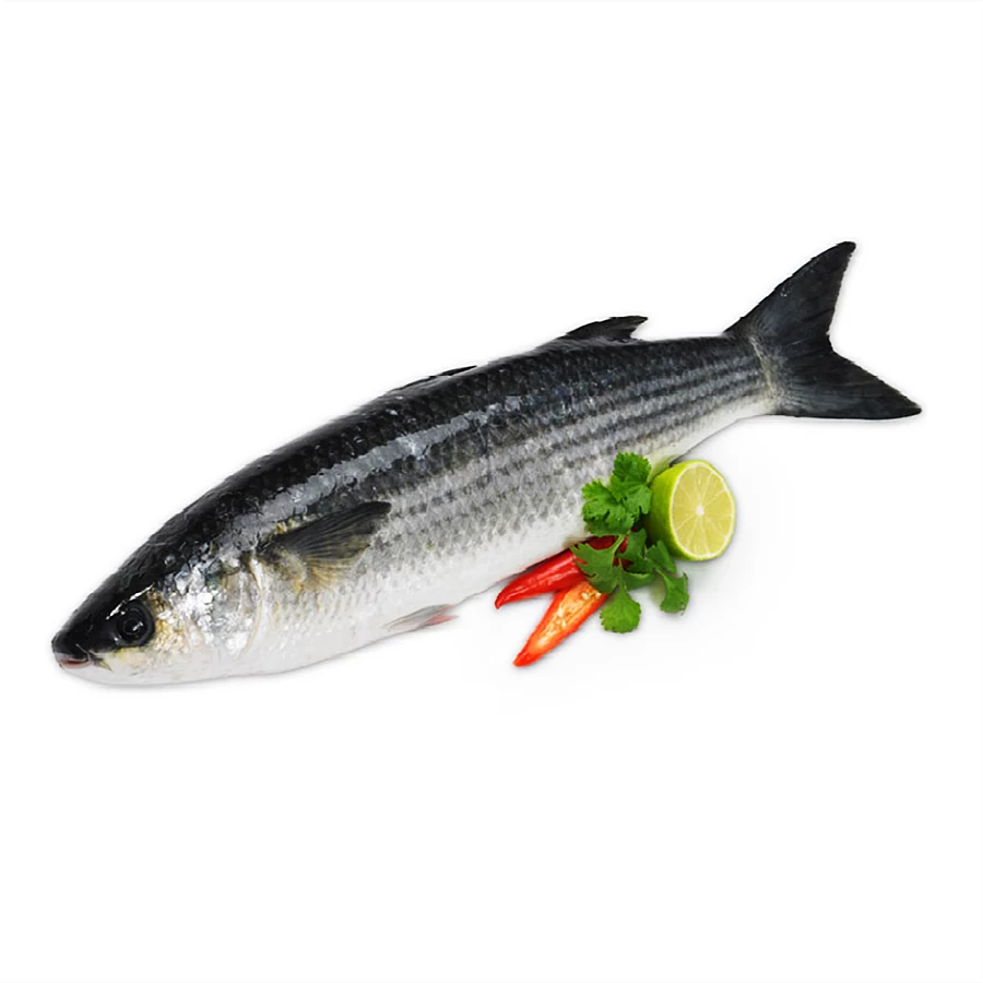 Buy Frozen Gutted Grey Mullet from Qingdao Harmony Foods Co.,Ltd ...