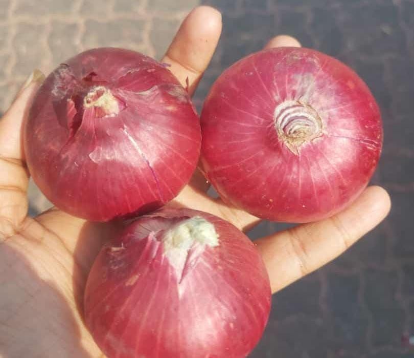 Buy Fresh Onion from Royal Gulf International, India | Tradewheel.com