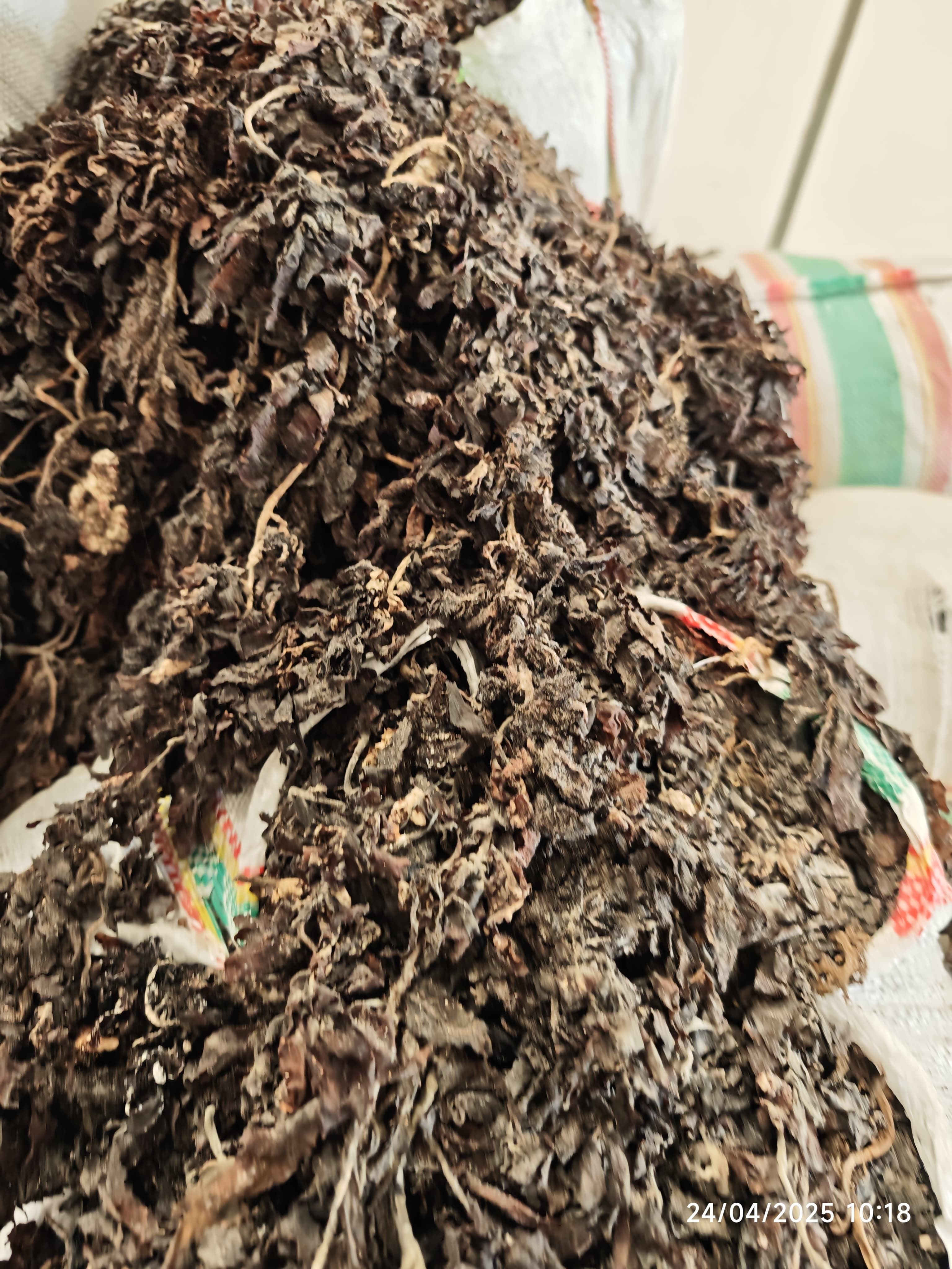 Buy Sargassum Dry from Jayanta Alam Nusantara, Indonesia | Tradewheel.com