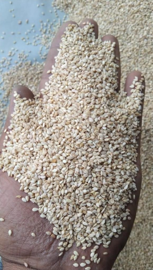 Buy Natural White Sesame Seeds from Shlokar International, India ...