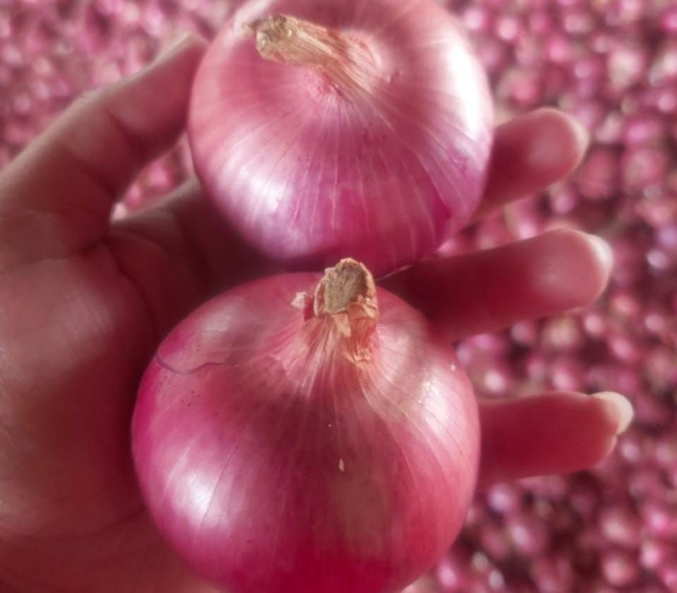 Buy Fresh Onion from Royal Gulf International, India | Tradewheel.com