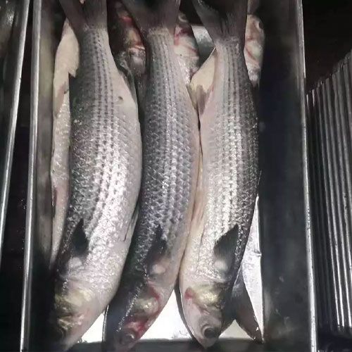 Buy Frozen Gutted Grey Mullet from Qingdao Harmony Foods Co.,Ltd ...