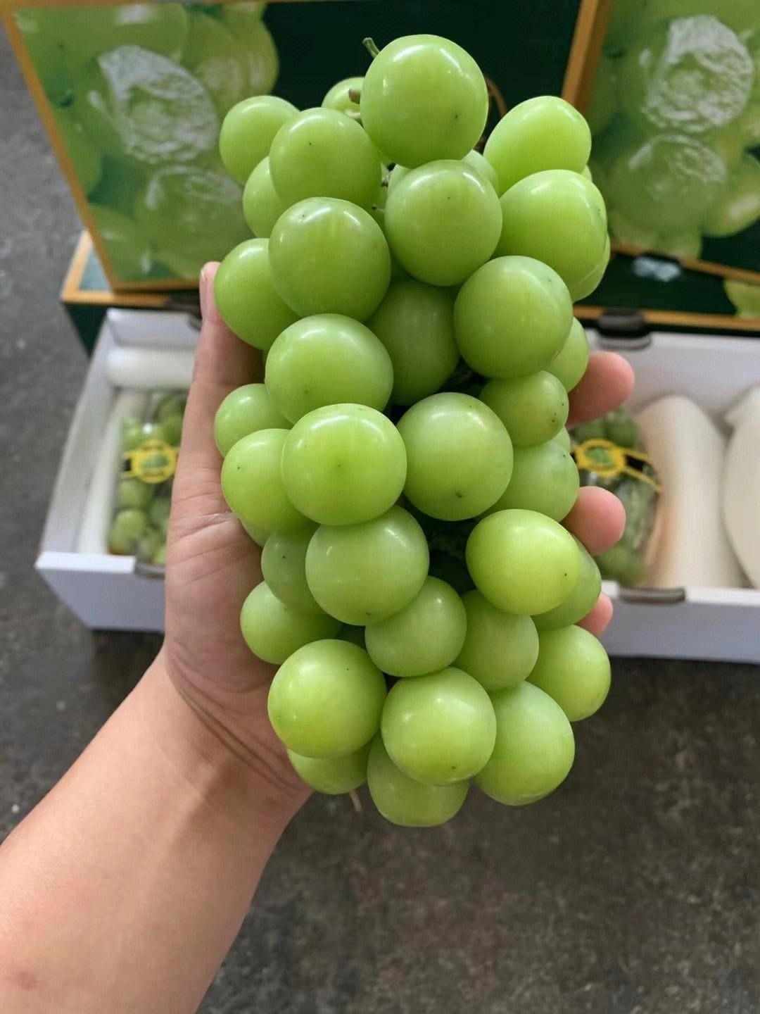 Buy Fresh Green Grape from Shenzhen Lexiang Kangda Agricultural ...