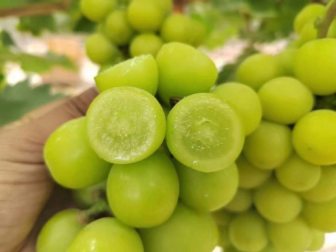 Buy Fresh Green Grape from Shenzhen Lexiang Kangda Agricultural ...