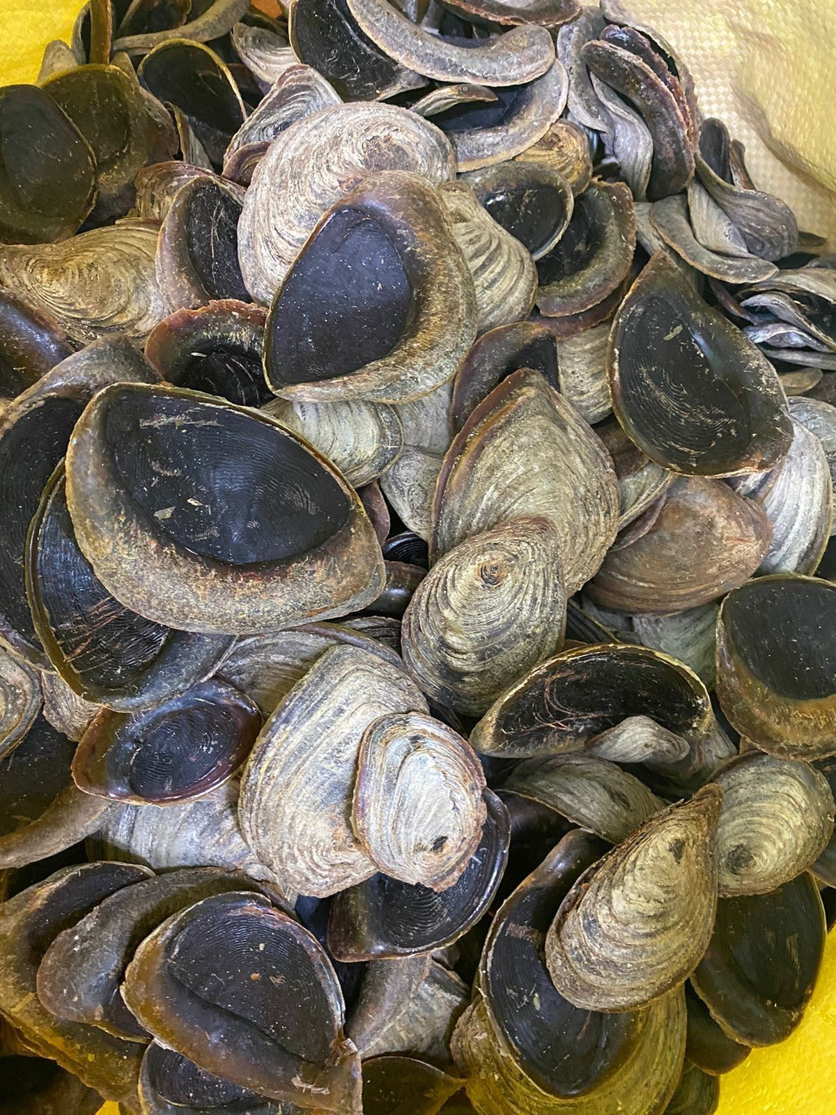 Buy High Quality Murex Operculum from VIgi Farm Company, Vietnam ...