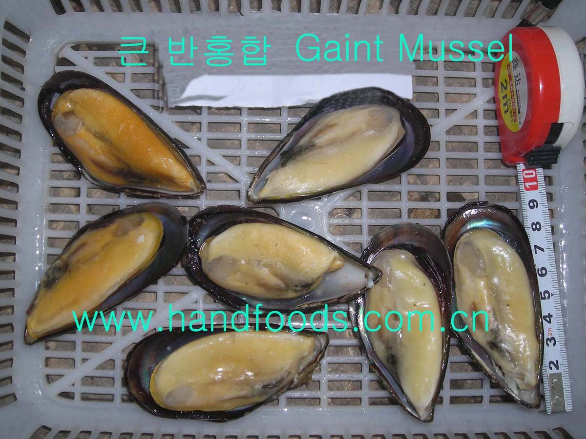 Buy Frozen Cooked Half-shell Gaint Blue Mussel from Hand Foods (Dalian ...