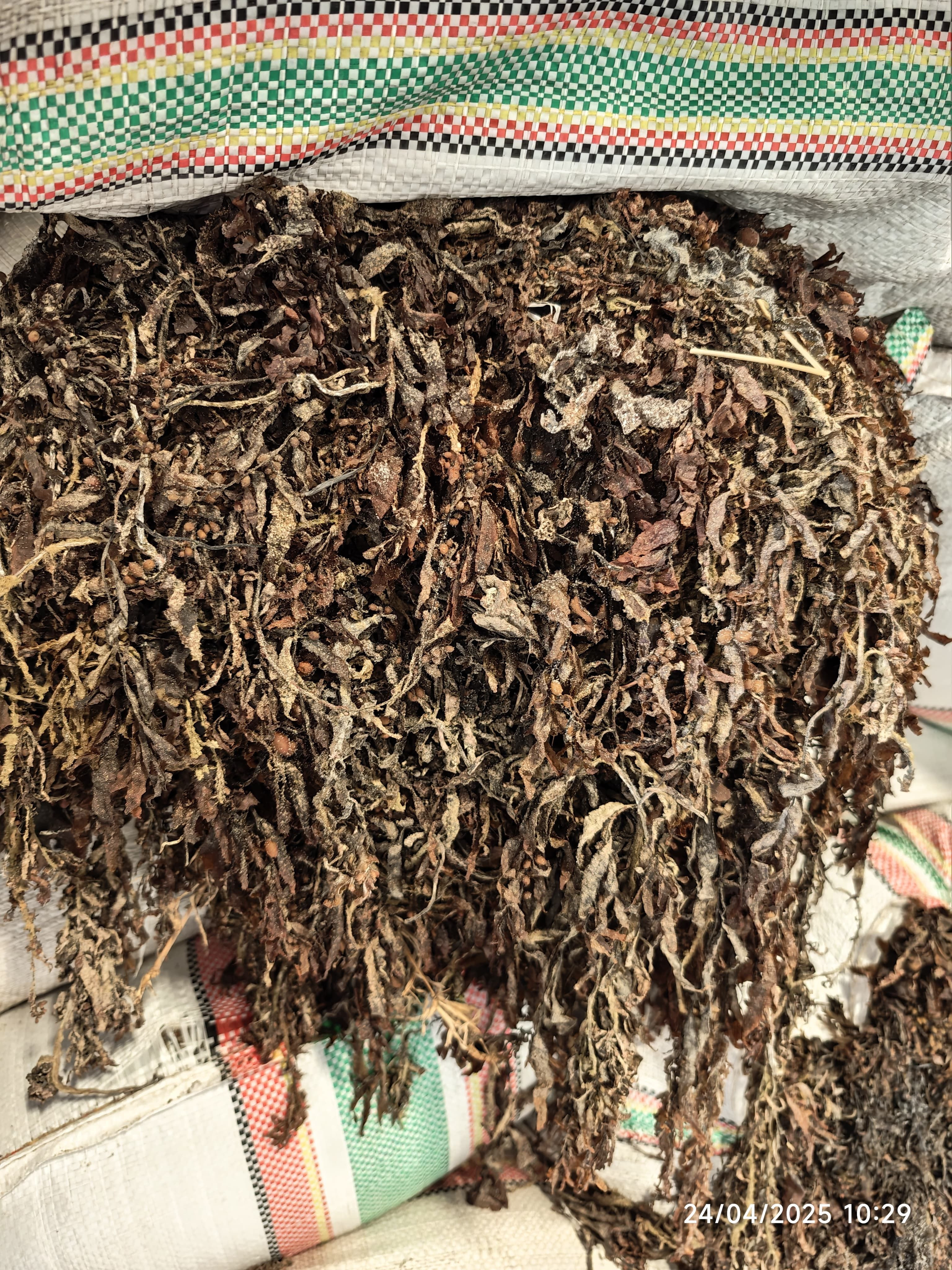 Buy Sargassum Dry from Jayanta Alam Nusantara, Indonesia | Tradewheel.com