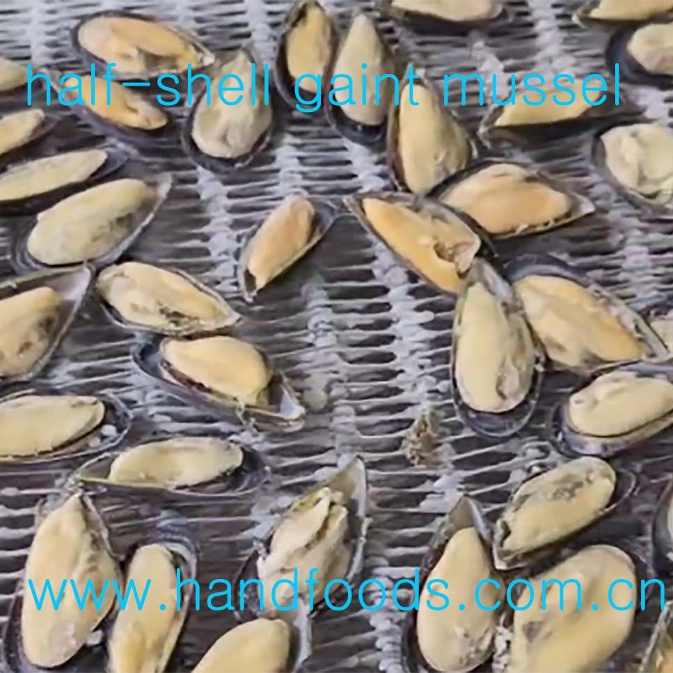 Buy Frozen Cooked Half-shell Gaint Blue Mussel from Hand Foods (Dalian ...