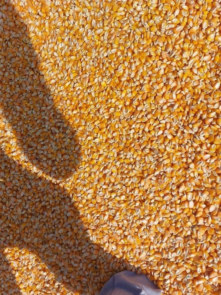 Buy Common Non Gmo Yellow Maize - Corn from SAANRAY EXPORT NETWORKS ...