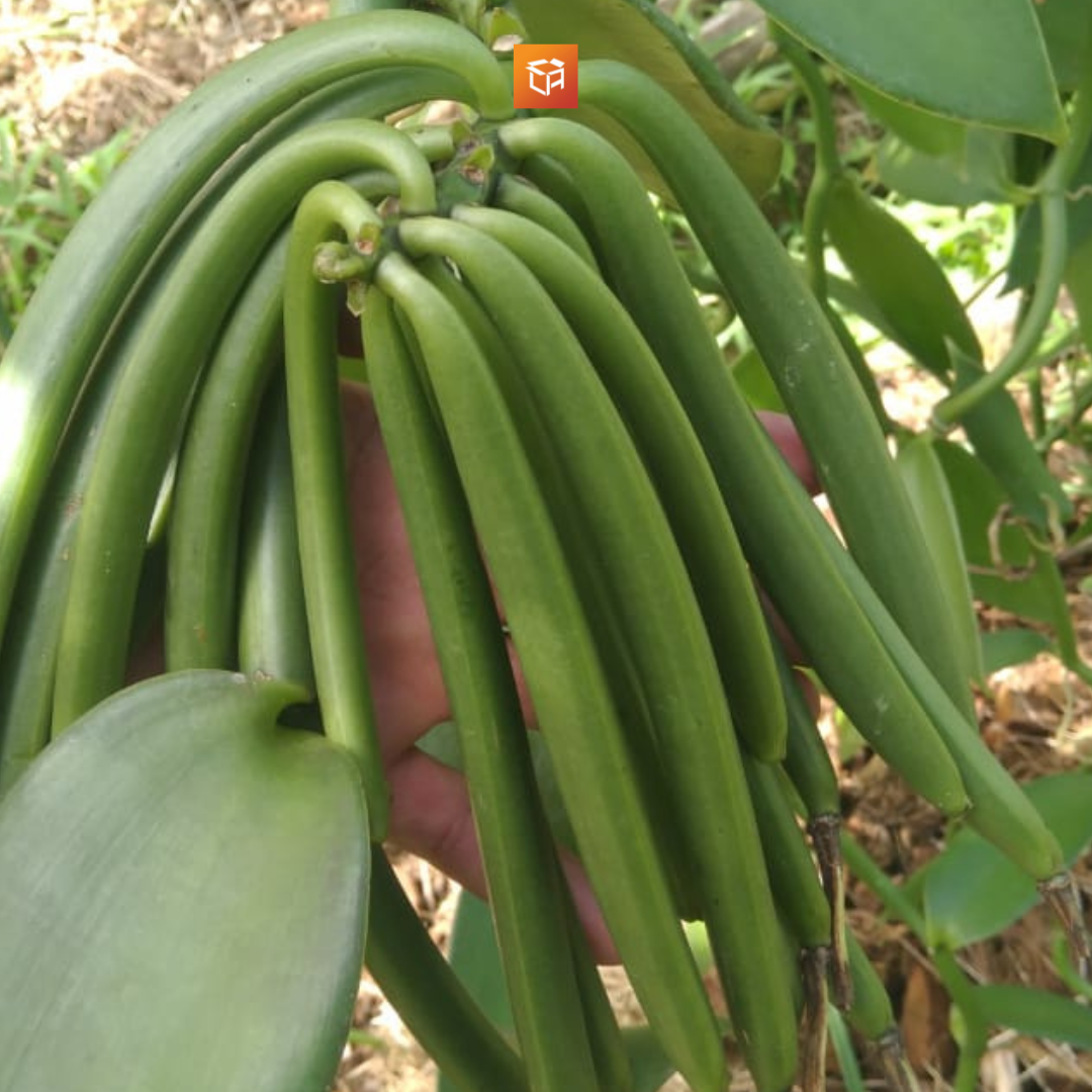 Buy Tahitian Vanilla Beans Grade A from PT Exim Jaya Abadi, Indonesia ...